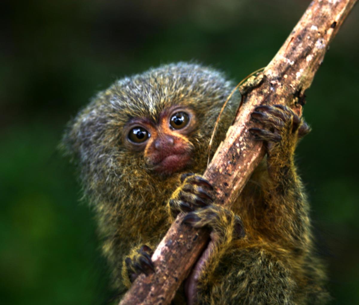 Científicos descubren nueva especie de Leoncillo - FM Mundo