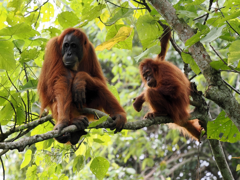 Rescatan a tres orangutanes y los liberan en su hábitat natural - FM Mundo