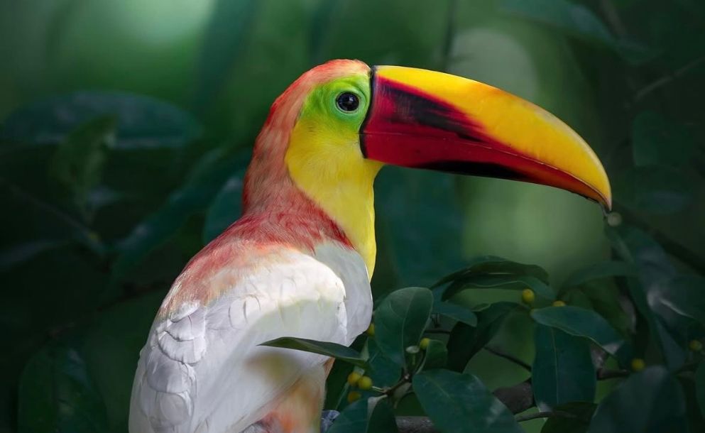 Captan a un tucán raro con plumaje blanco - FM Mundo