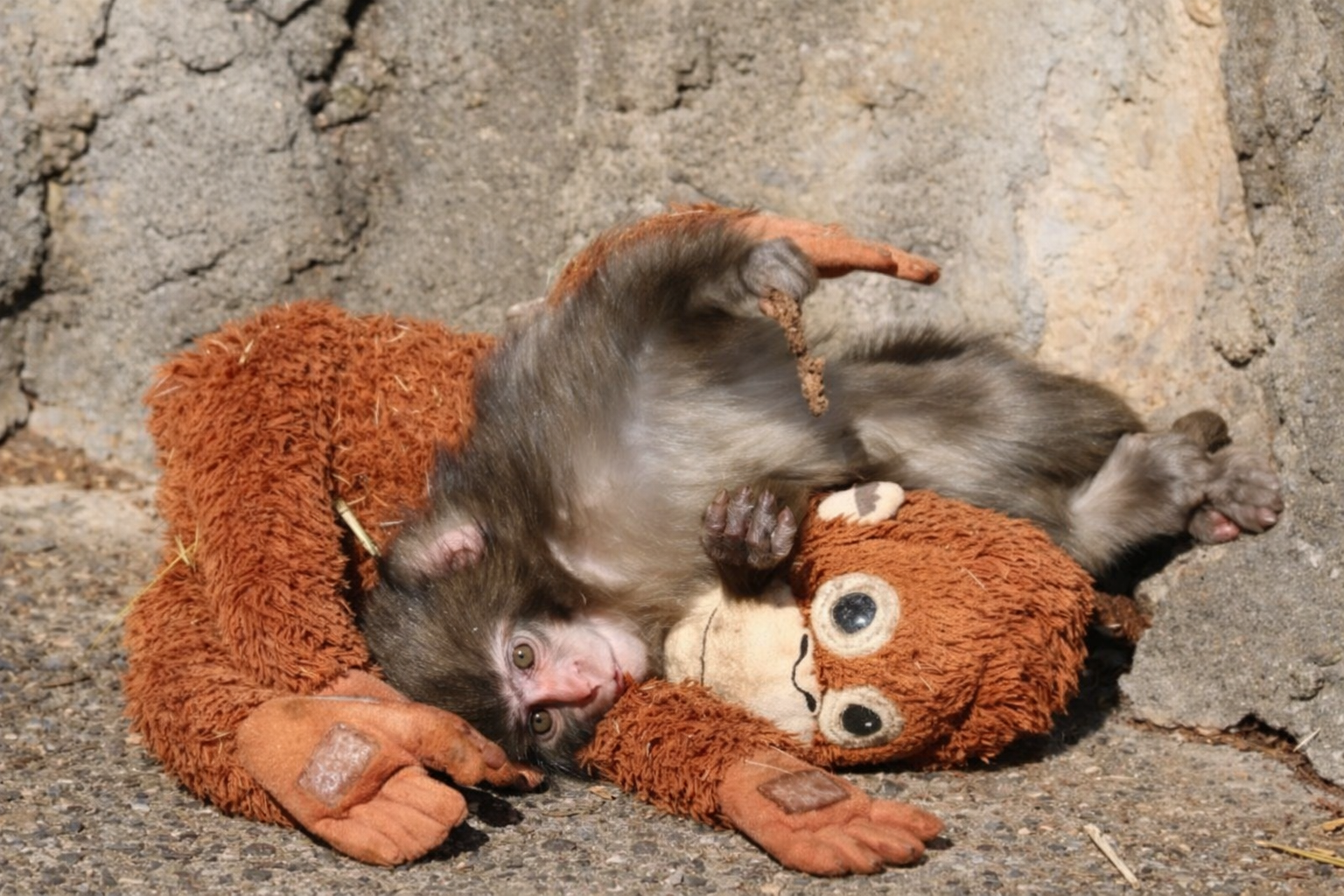 Punch, el bebé mono que conmovió al mundo aferrado a un peluche - FM Mundo
